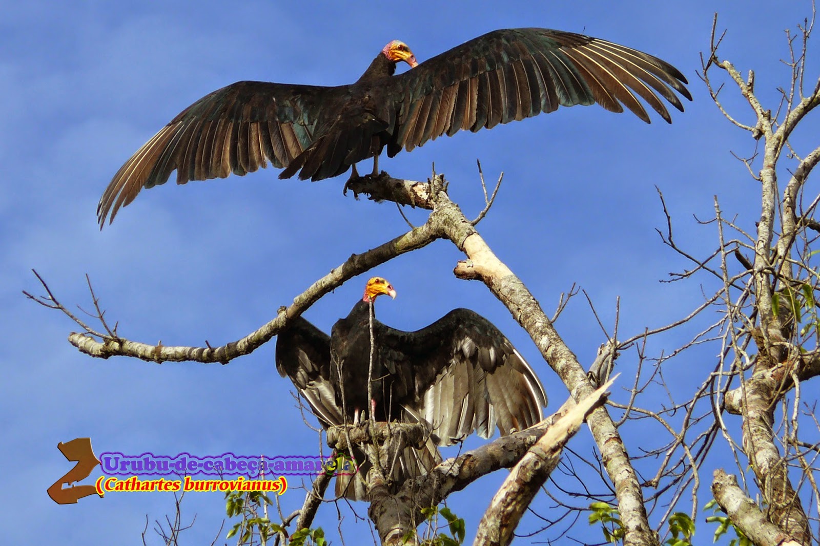 ORNITOLOGIA: Urubu-de-cabeça-amarela (Cathartes burrovianus)